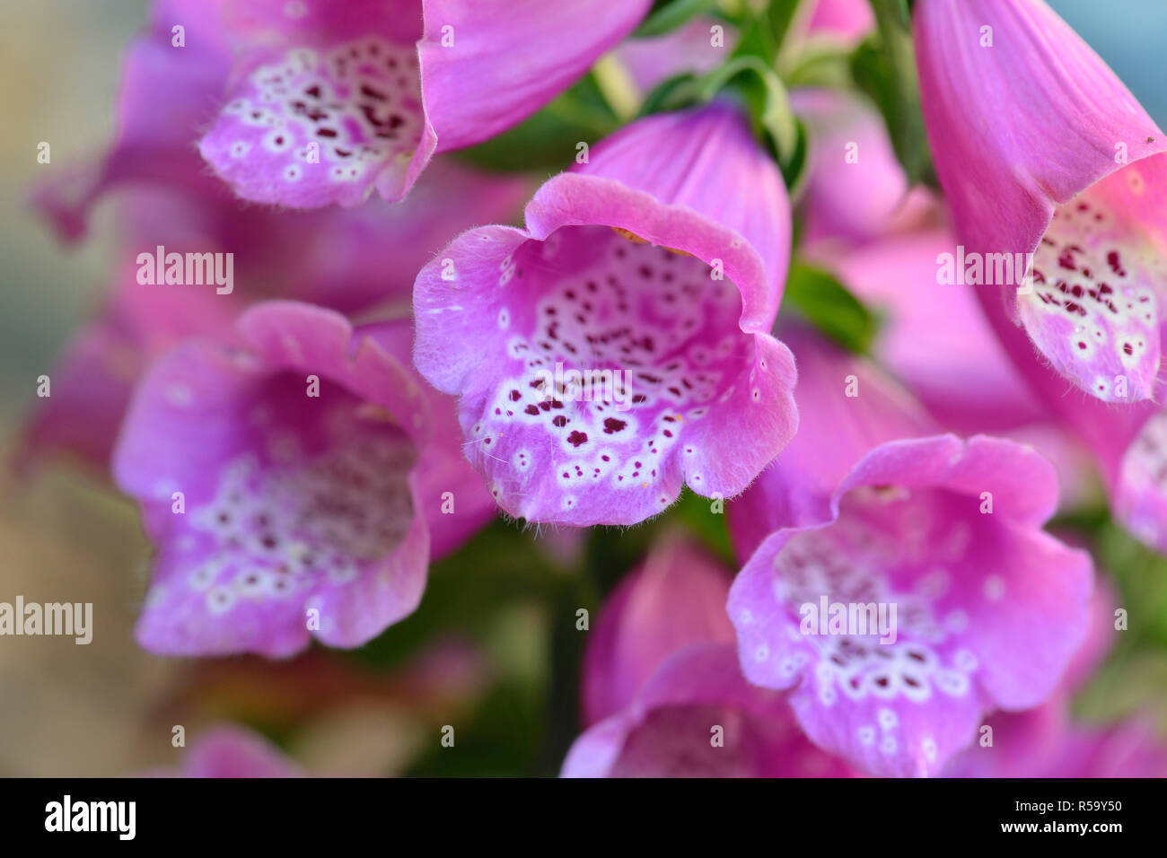 Bla tenkerze hi-res stock photography and images - Alamy