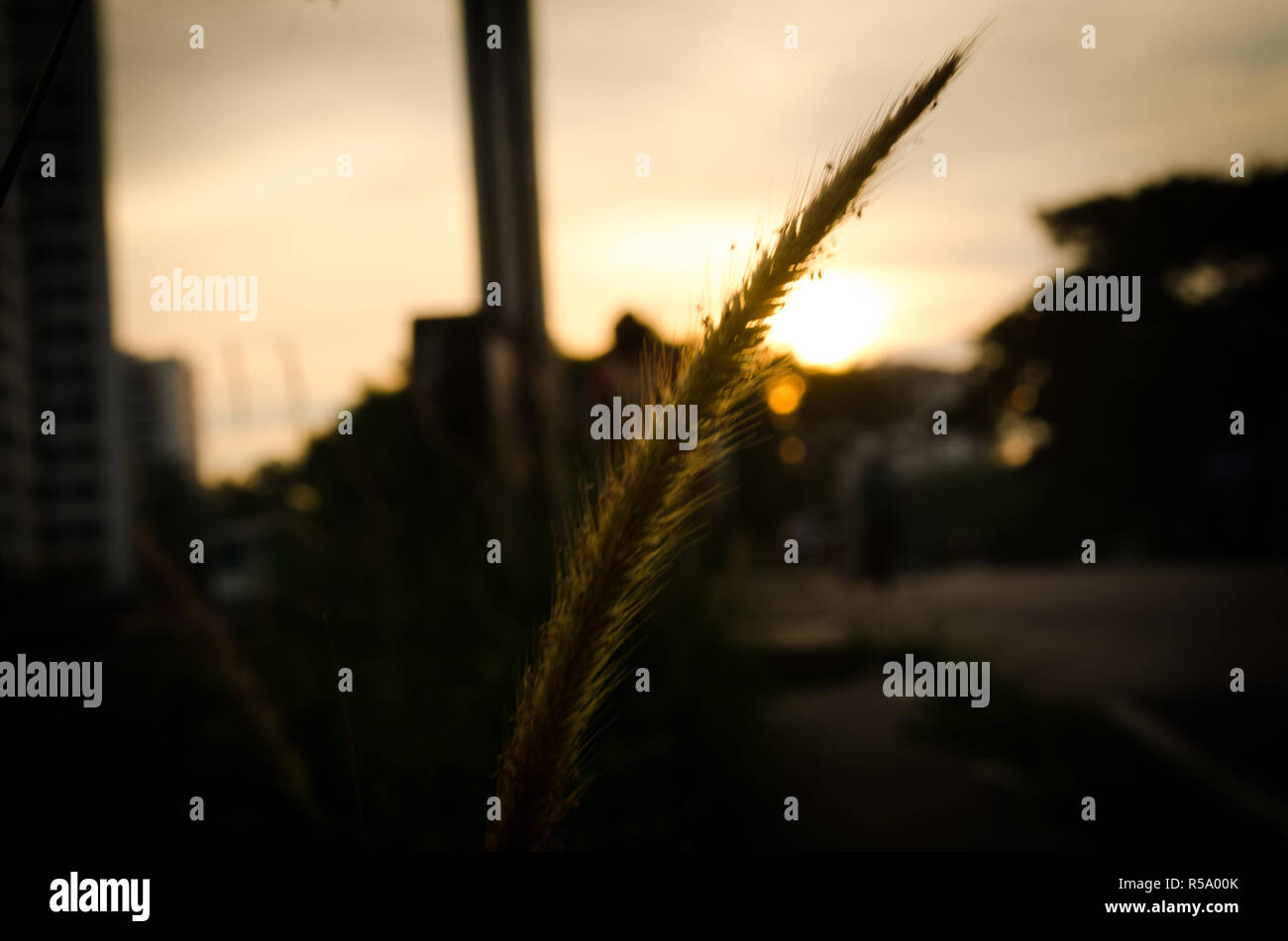 Kerala silhouette hi-res stock photography and images - Alamy