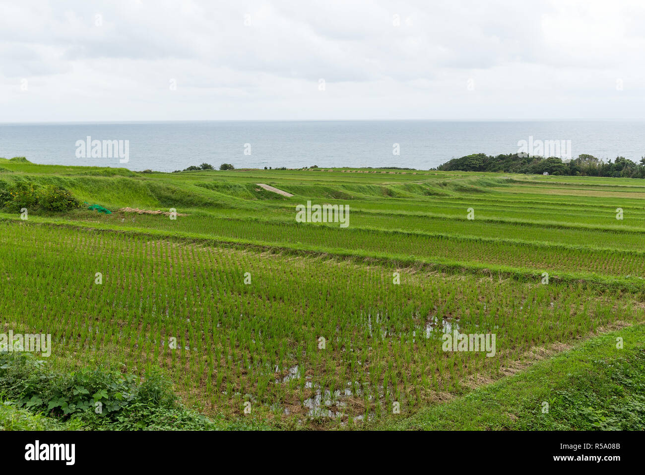 Salt paddy field hi-res stock photography and images - Alamy