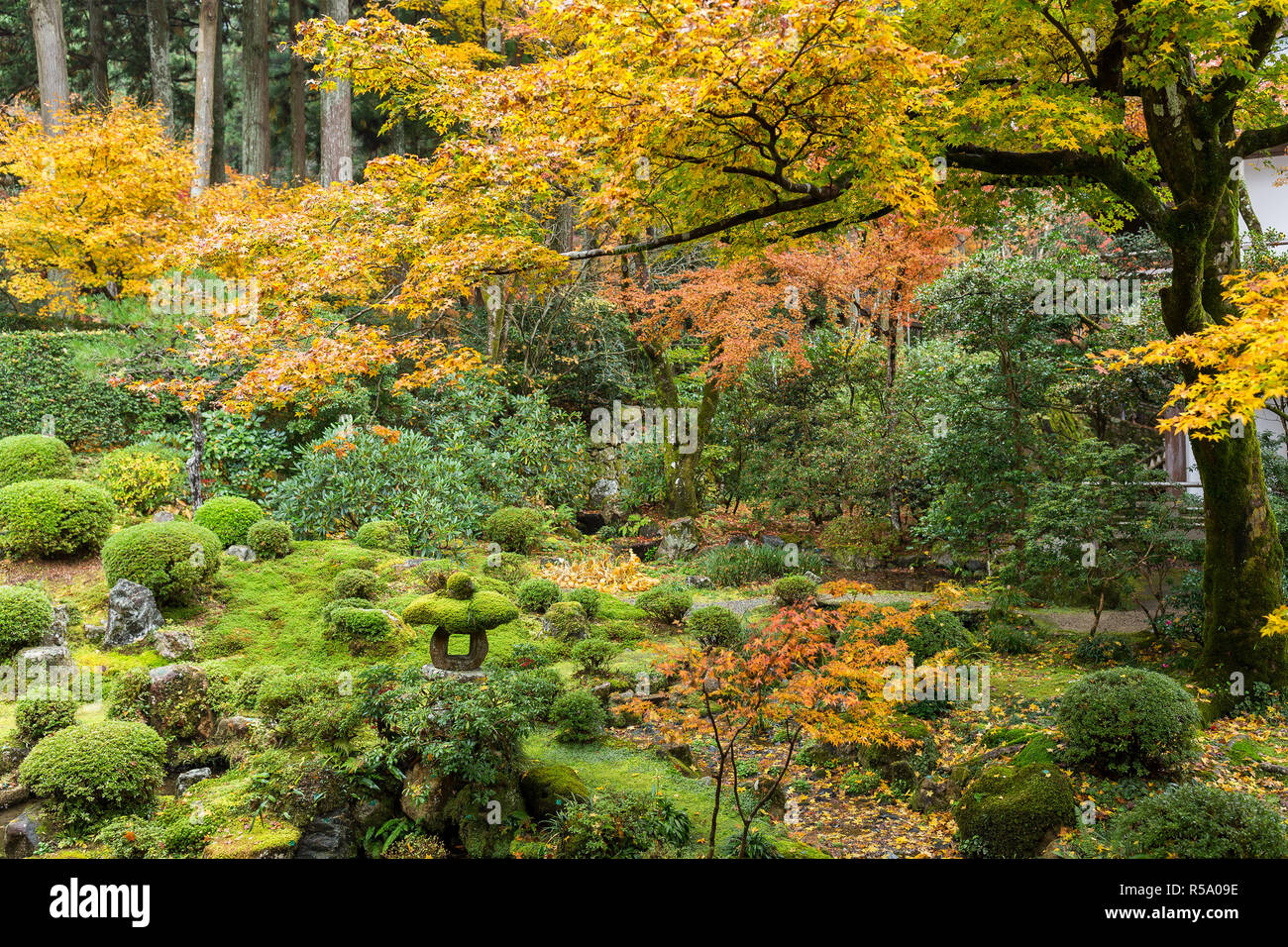 Japanese park with colourful maple tree Stock Photo - Alamy