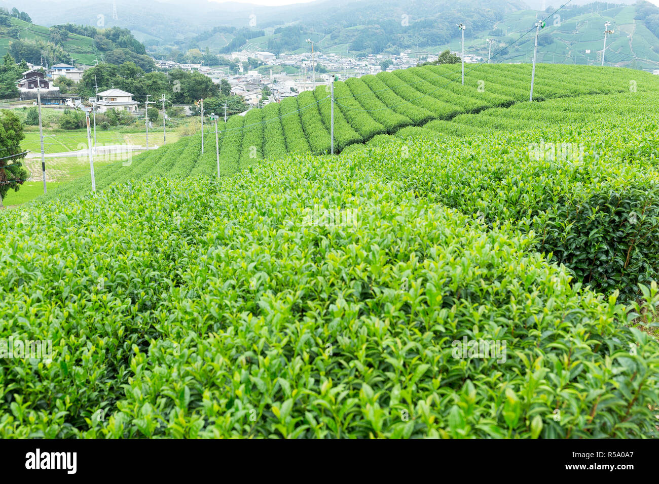 Japanese tea farm hi-res stock photography and images - Alamy