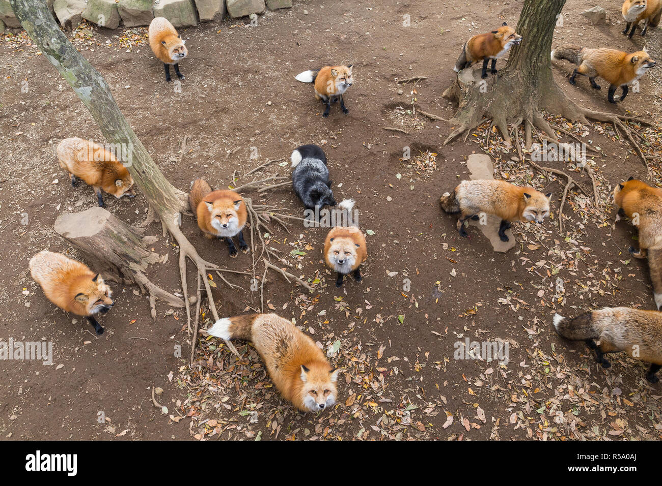 Fox village in Japan Stock Photo - Alamy
