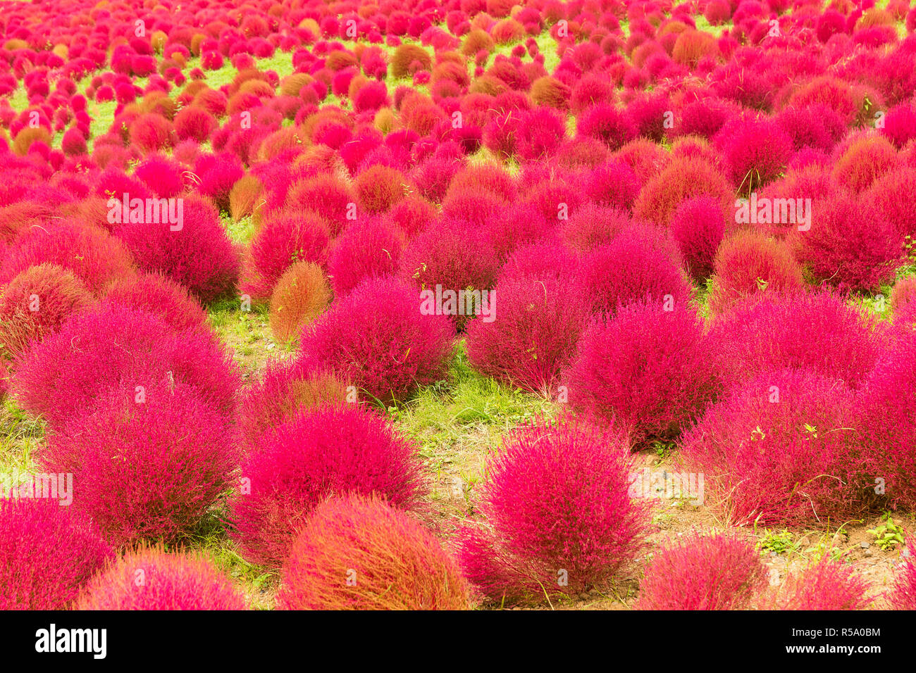 Kochia Scoparia Seedling