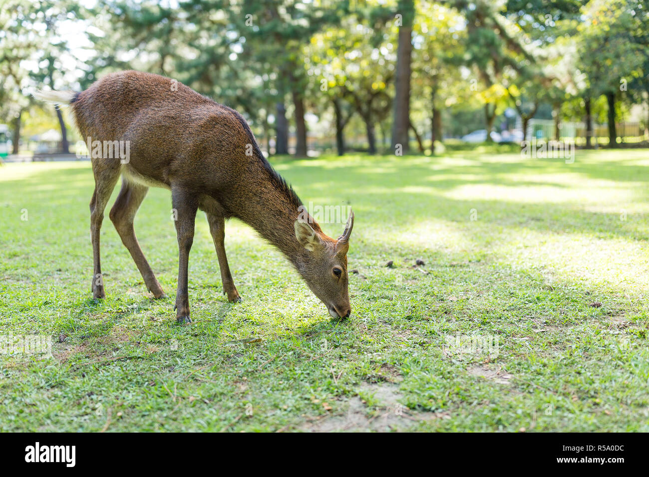 Deer eating grass Stock Photo - Alamy