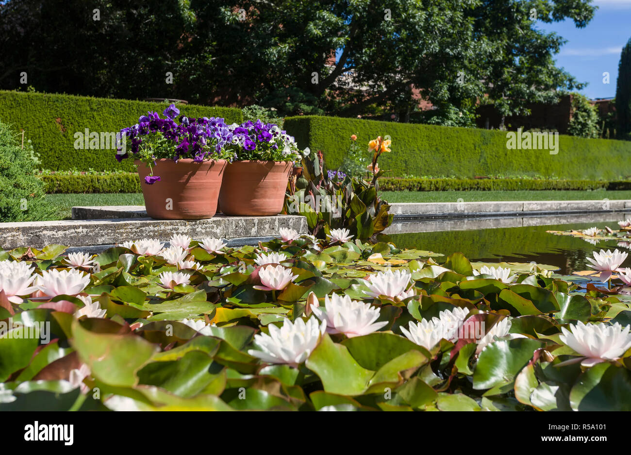 Garden Pond with Lotus Blooms Stock Photo - Alamy