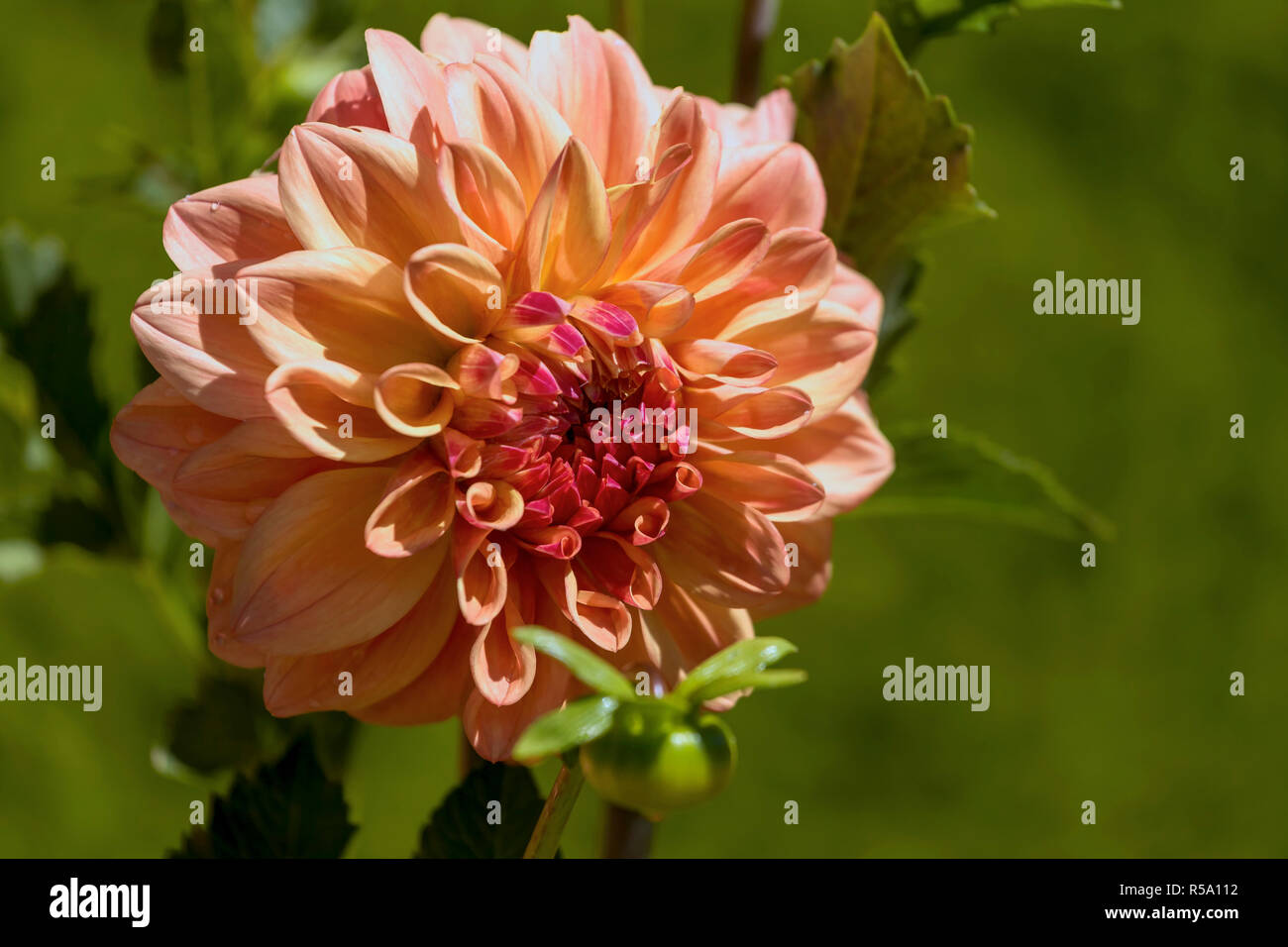 Pretty orange leaves scene hi-res stock photography and images - Alamy