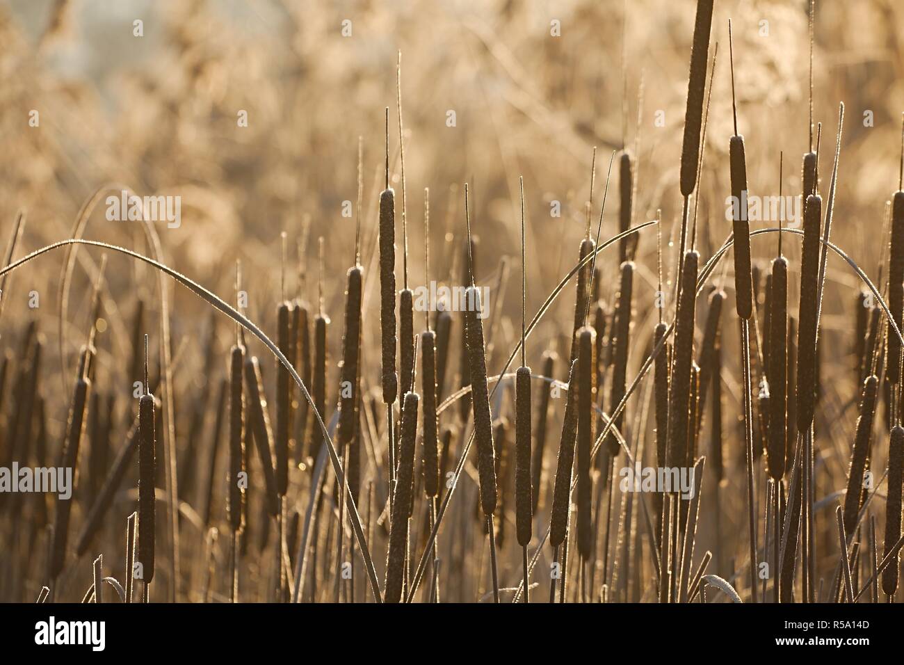 Lakeside flora hi-res stock photography and images - Alamy