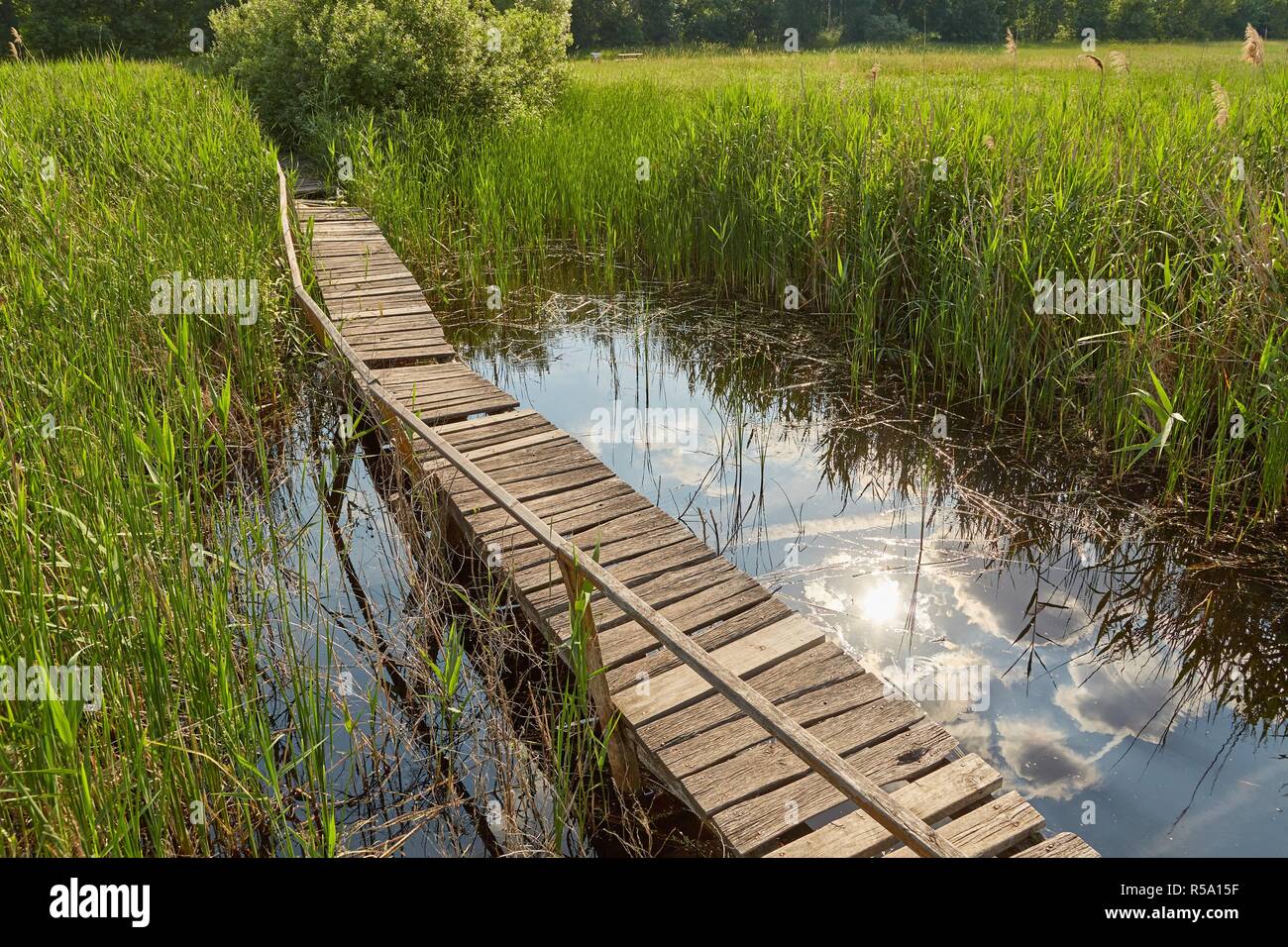 Swamp walking path Stock Photo - Alamy