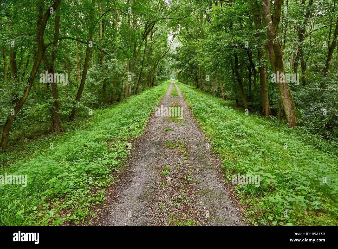 Forest walking route Stock Photo - Alamy