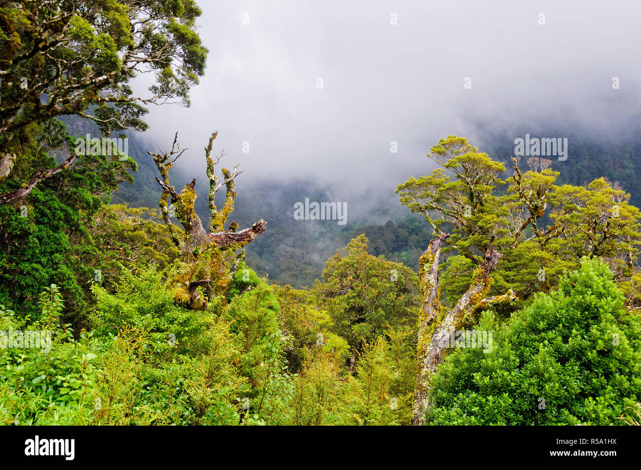 Rising fog - Fiordland National Park Stock Photo - Alamy