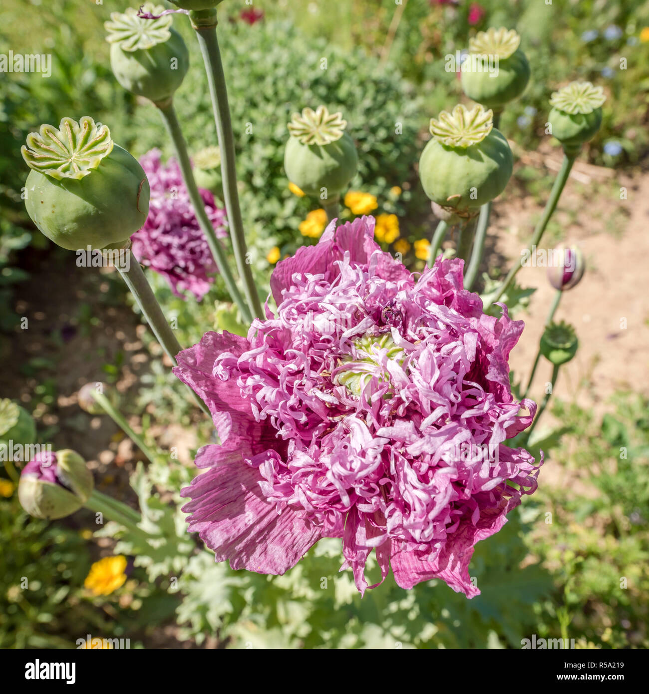 Ziehrgarten hi-res stock photography and images - Alamy