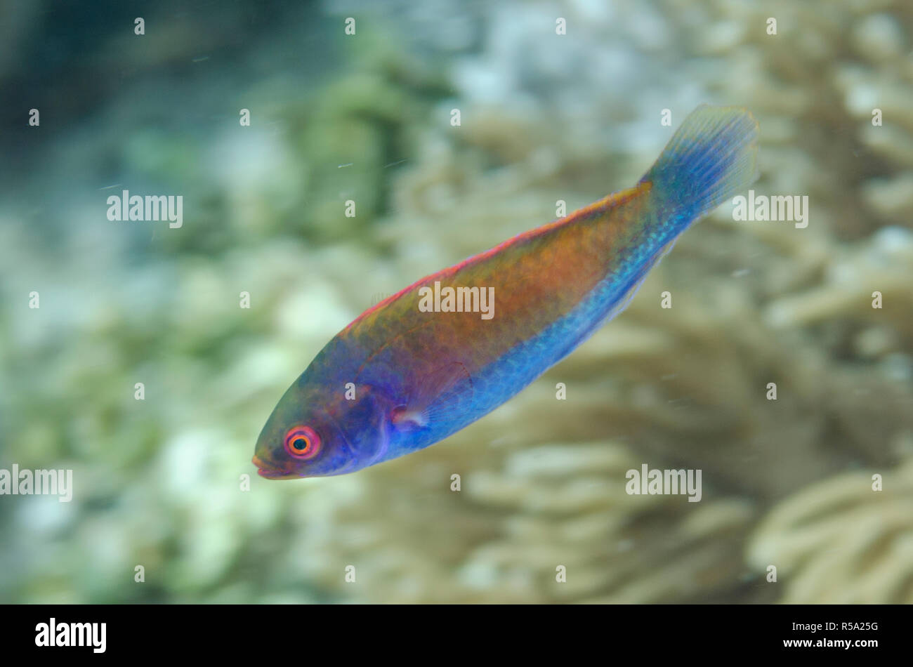 Fairy wrasse hi-res stock photography and images - Alamy