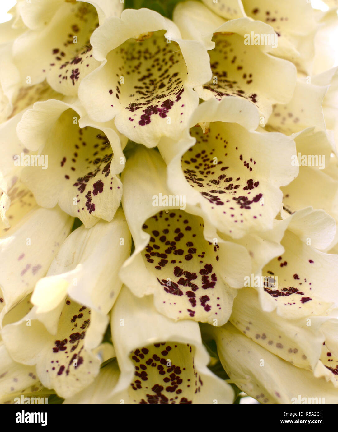 Cream foxglove hi-res stock photography and images - Alamy