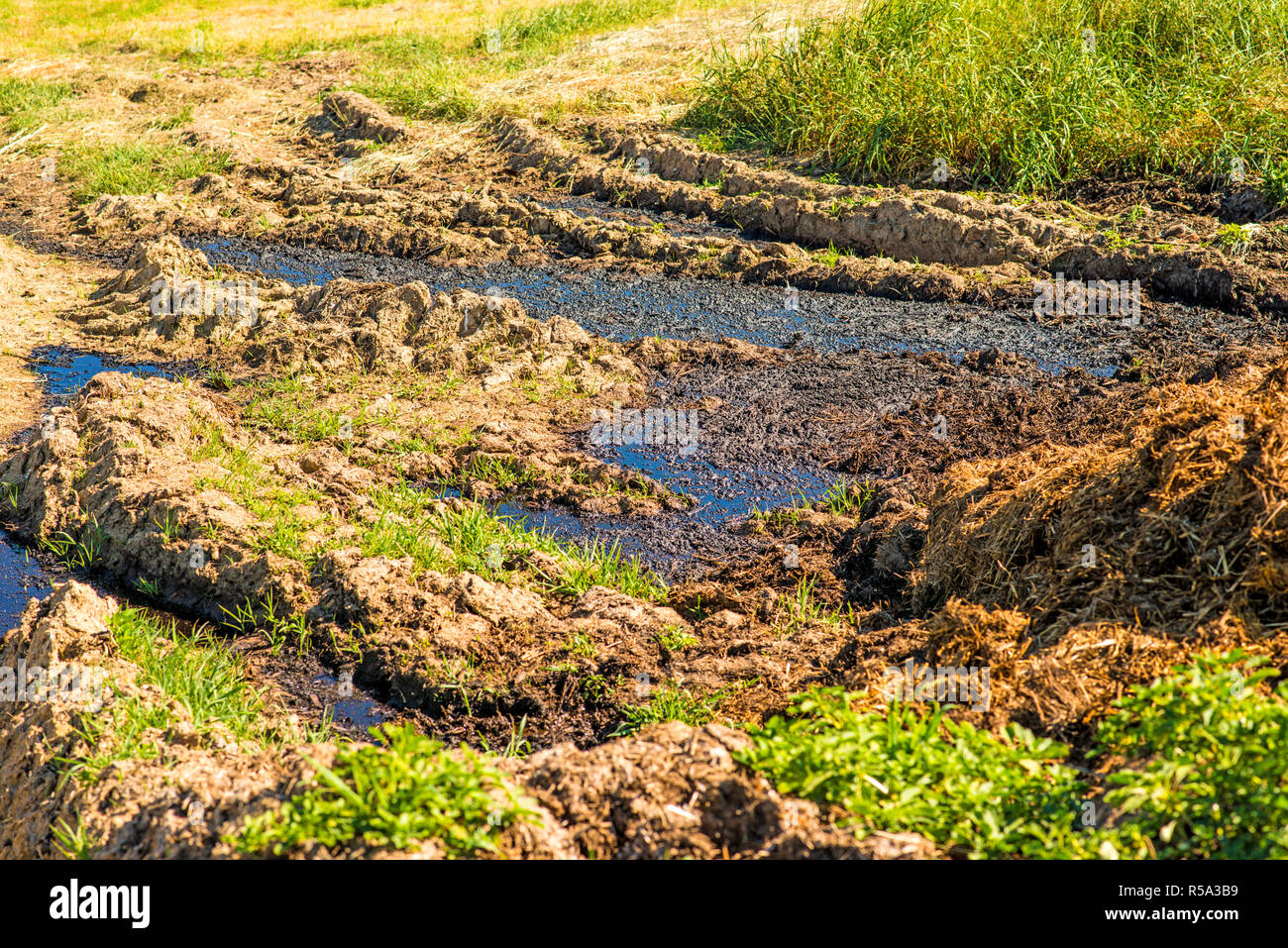 Dirty mangy hi-res stock photography and images - Alamy