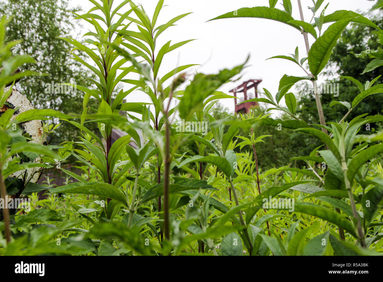 Coal into coke hi-res stock photography and images - Alamy
