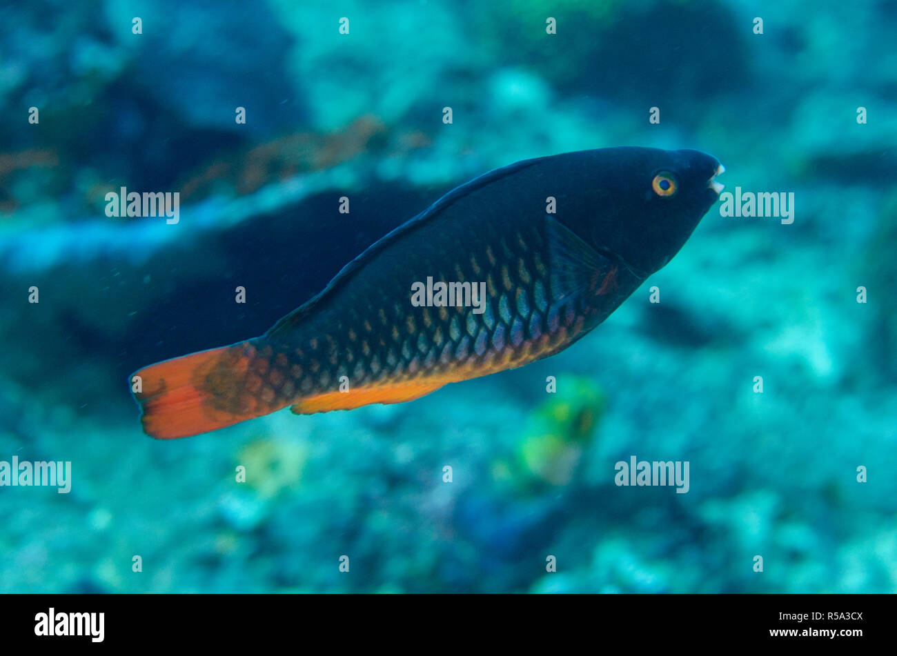 Female Tricolor Parrotfish, Scarus tricolor, Mimping dive site ...