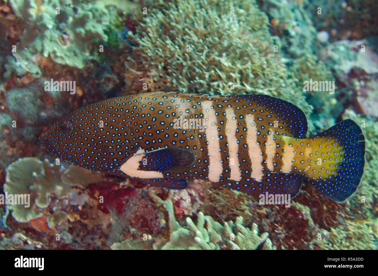 Mimping hi-res stock photography and images - Alamy