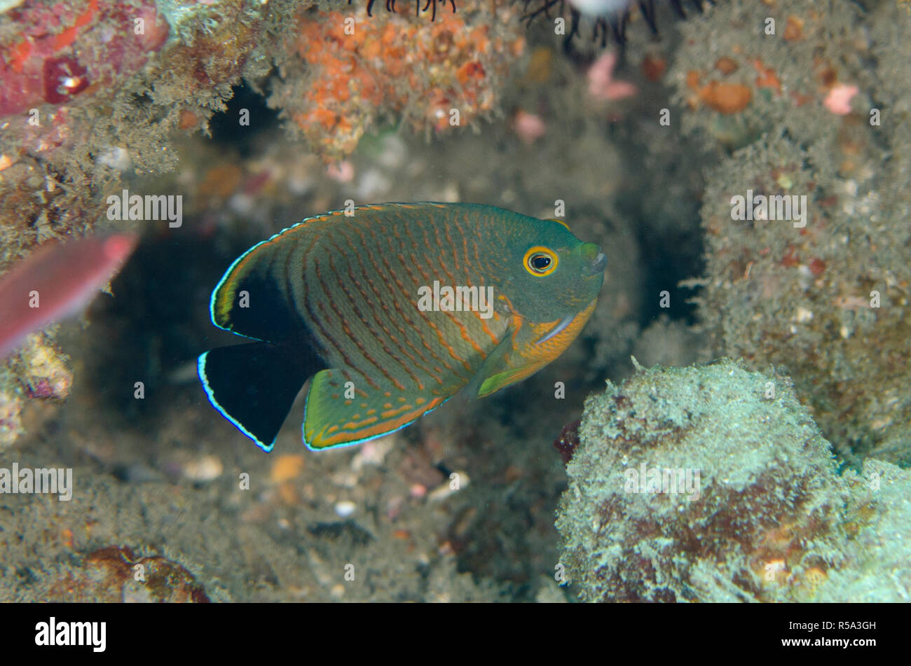 Eibls angelfish hi-res stock photography and images - Alamy