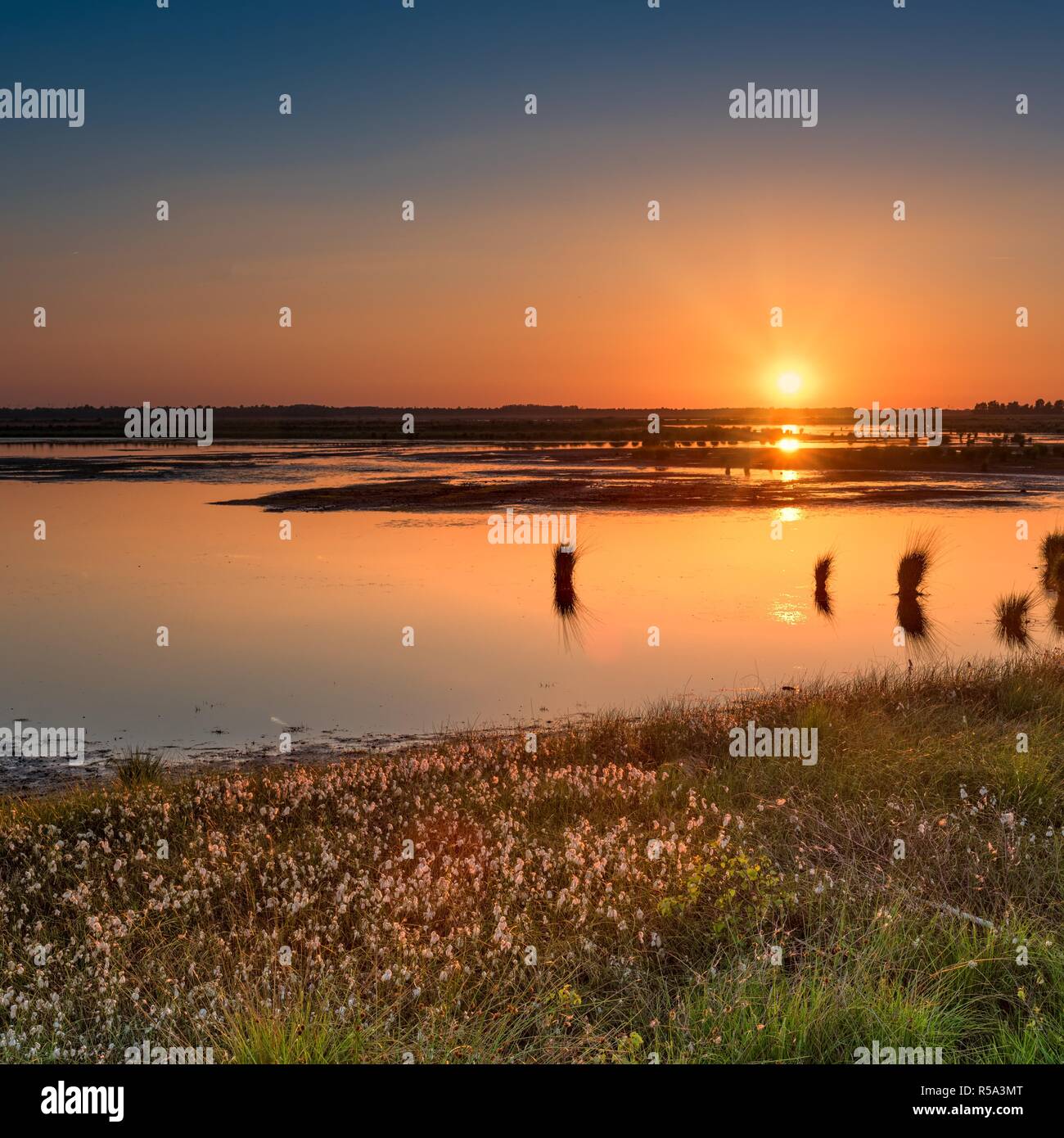 north german moor area Stock Photo - Alamy