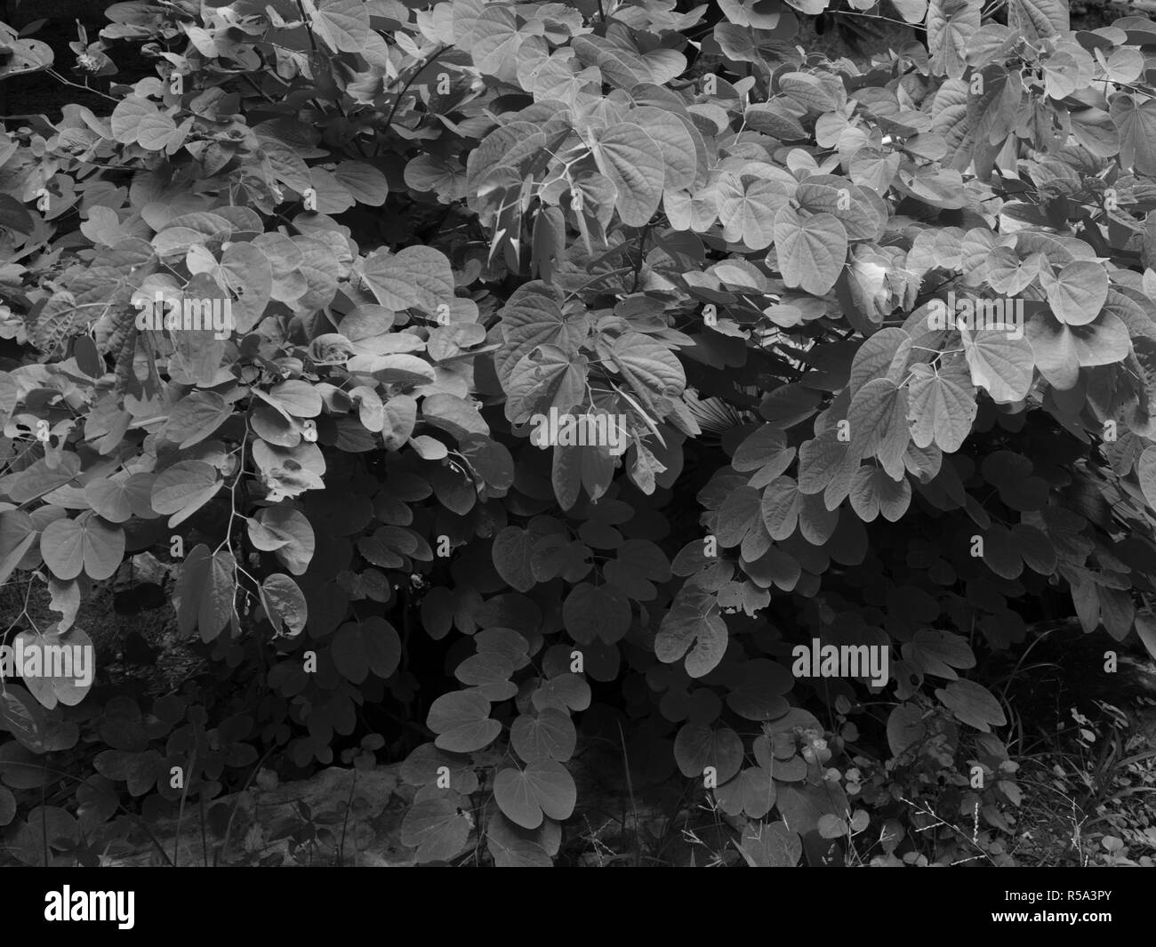 LEAVES UNDER SUNLIGHT Stock Photo - Alamy