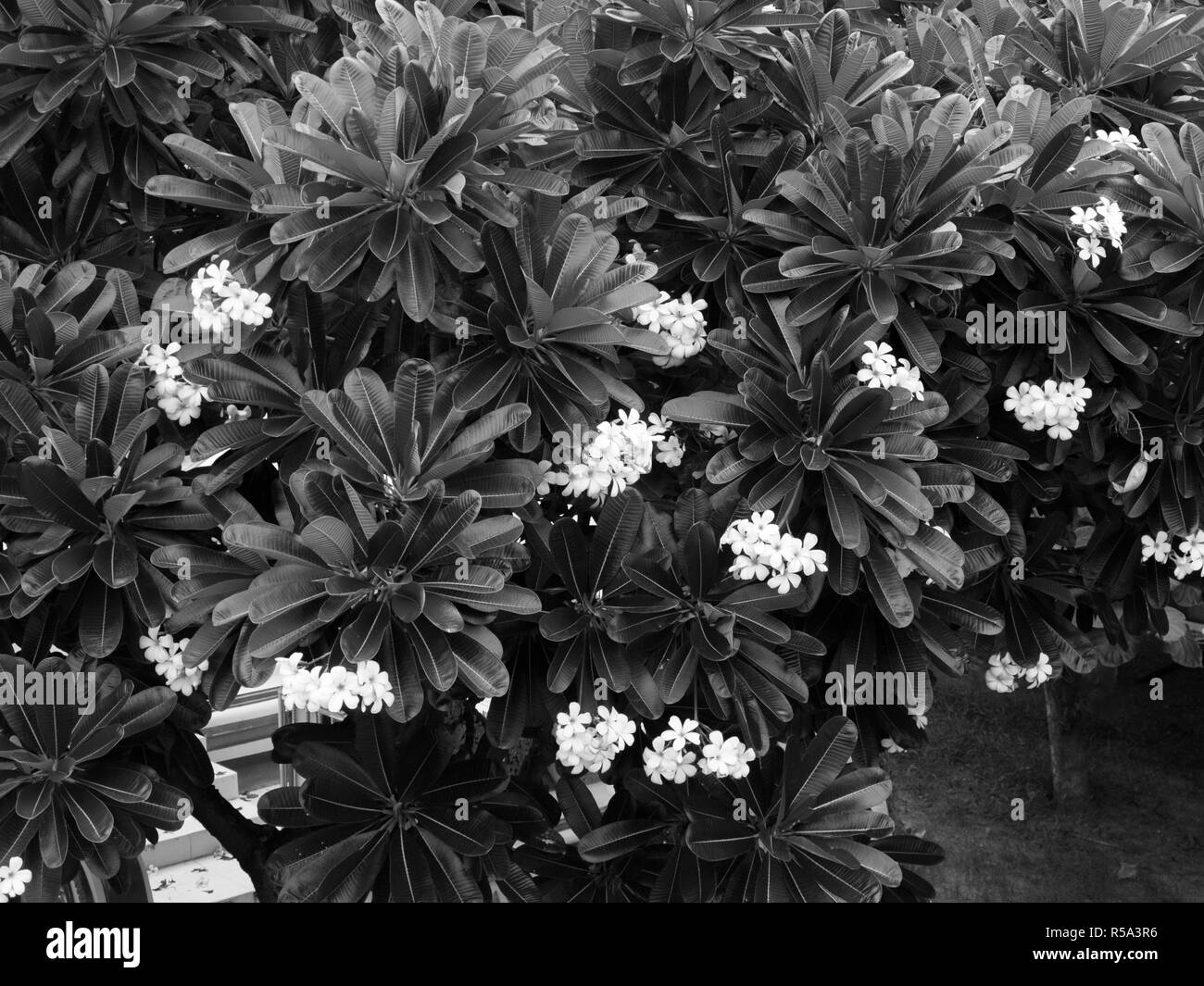 LEAVES UNDER SUNLIGHT Stock Photo - Alamy