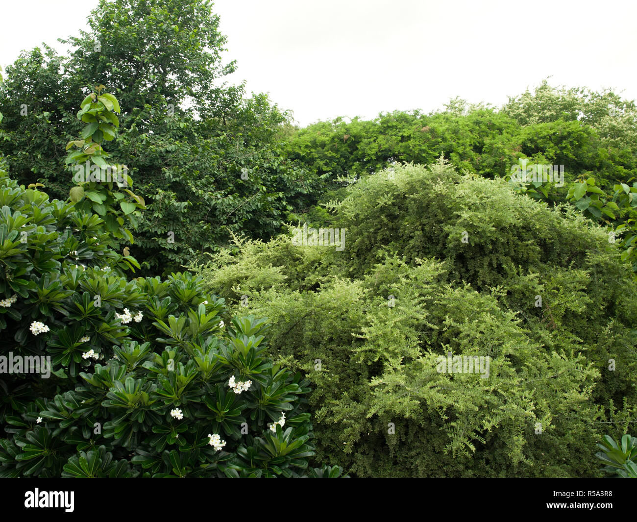 Organ trees growing hi-res stock photography and images - Alamy