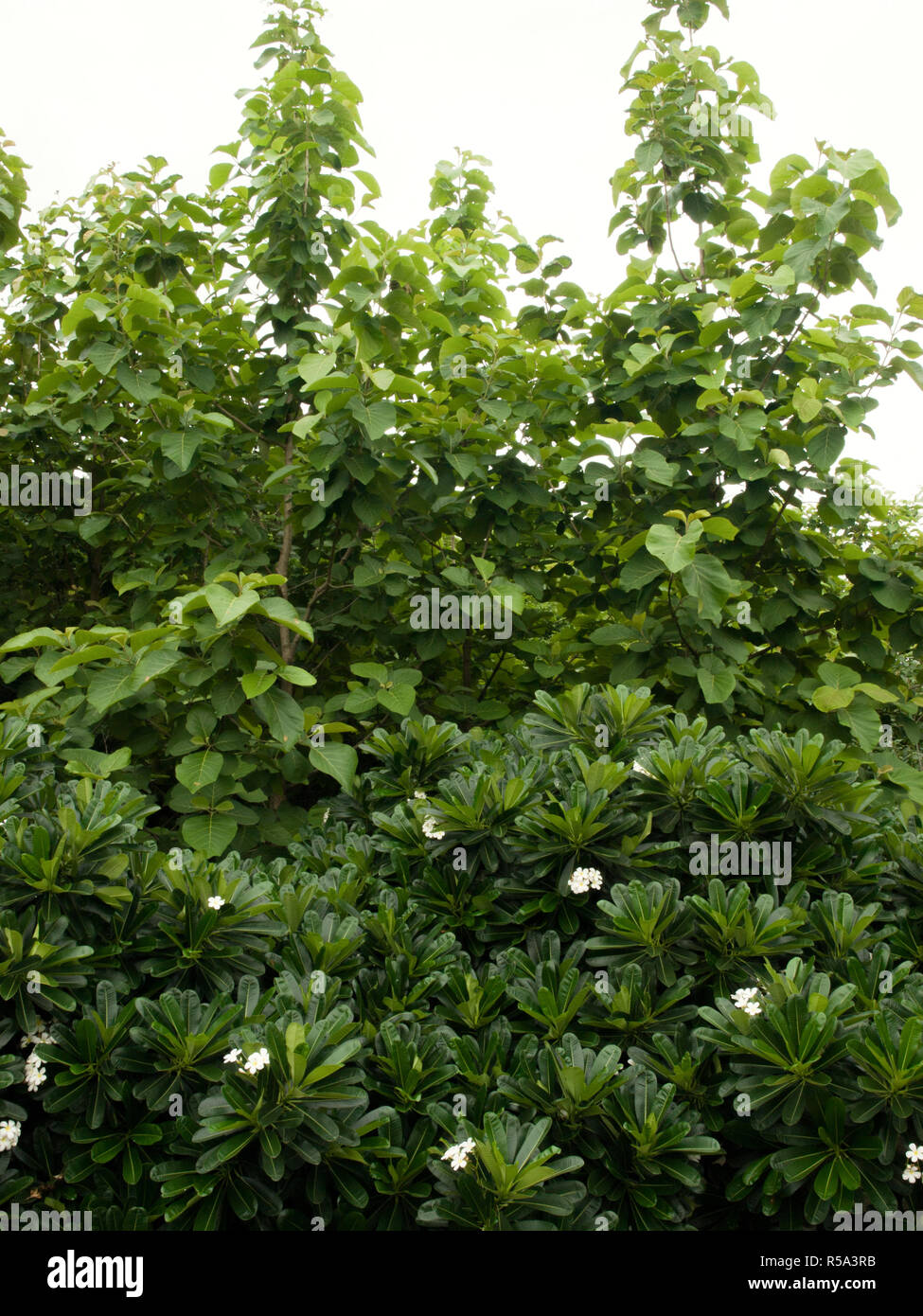 BIG TREES UNDER SUNLIGHT Stock Photo - Alamy