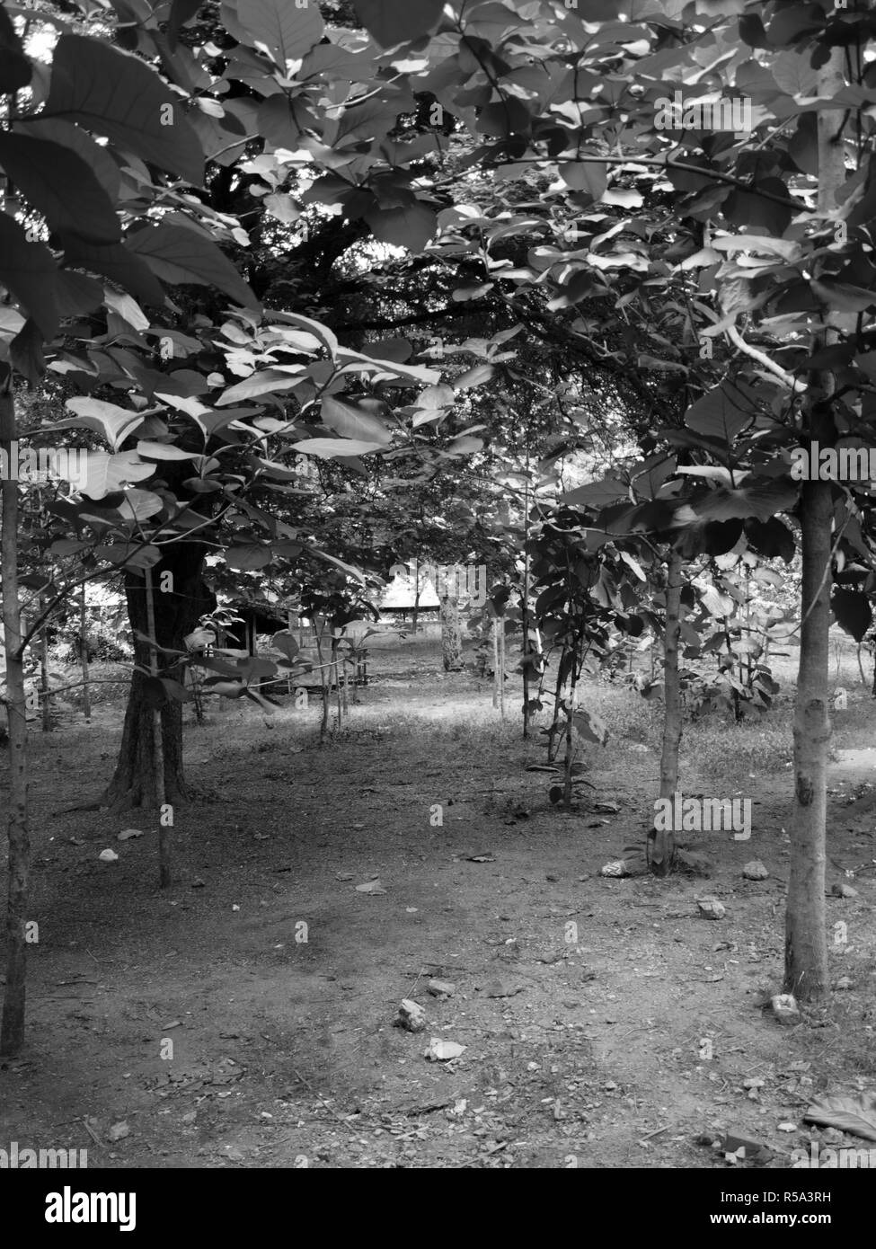 Ground forest high trees Black and White Stock Photos & Images - Alamy