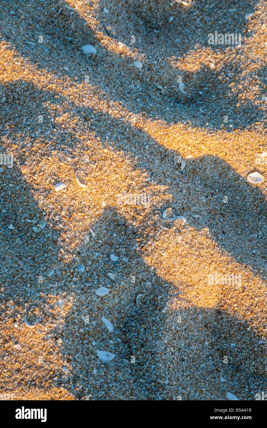 sand with shells on beach on sunset Stock Photo - Alamy