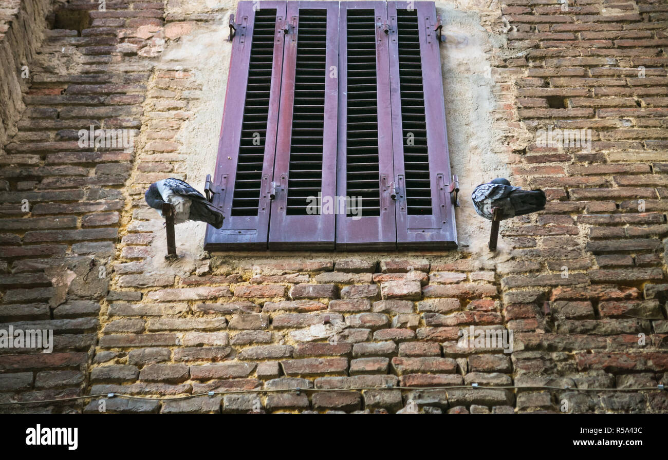 pigeons near closed window of medieval house Stock Photo - Alamy