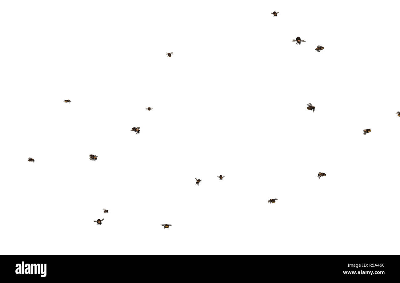 Swarm Of Flies Png
