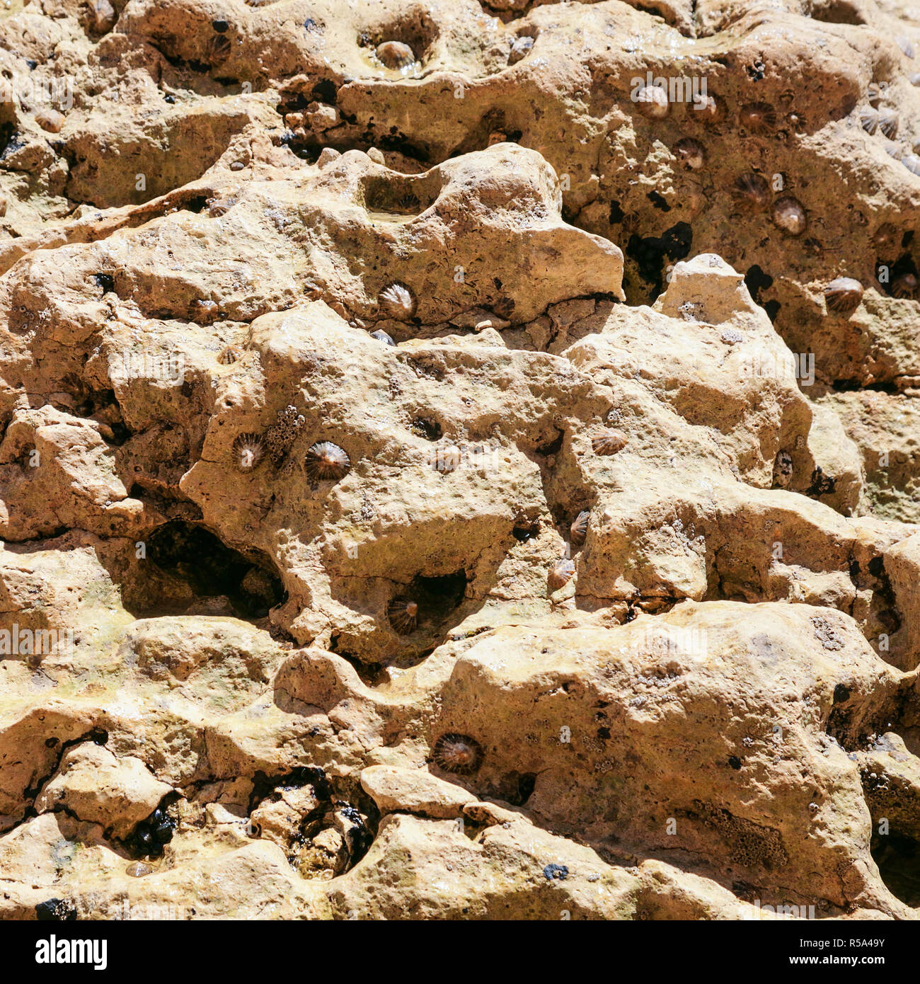 Coquina rocks hi-res stock photography and images - Alamy