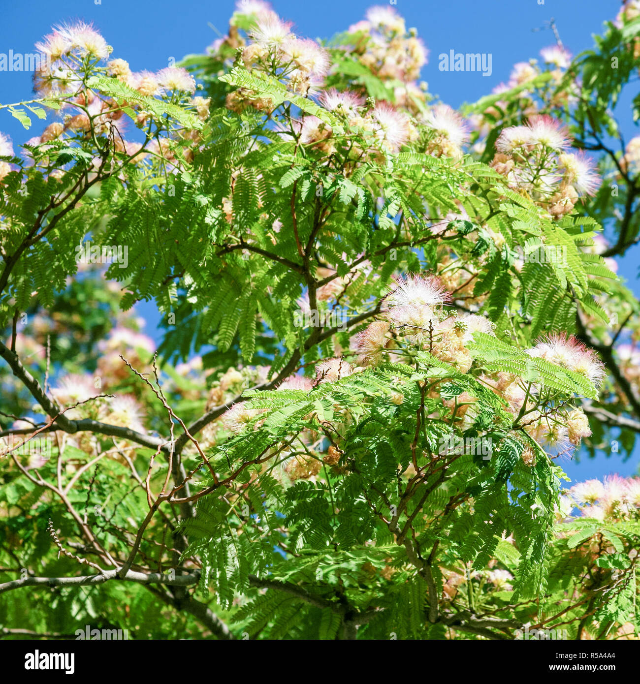flowering Acacia tree branch in Carcassonne Stock Photo - Alamy