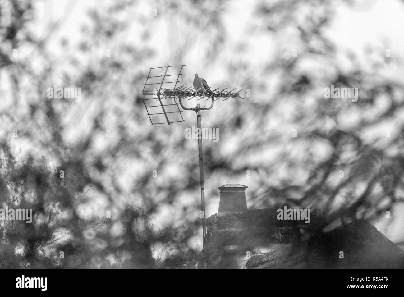 Bird seat on the tv ariel Stock Photo - Alamy