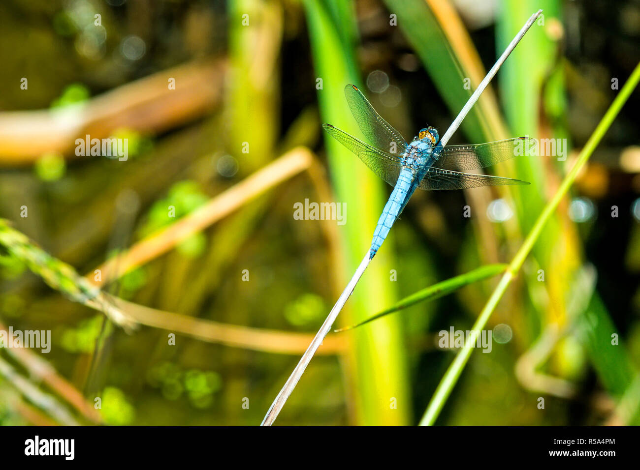 large blue arrowhead,sitting on blade of grass at the pond Stock Photo ...
