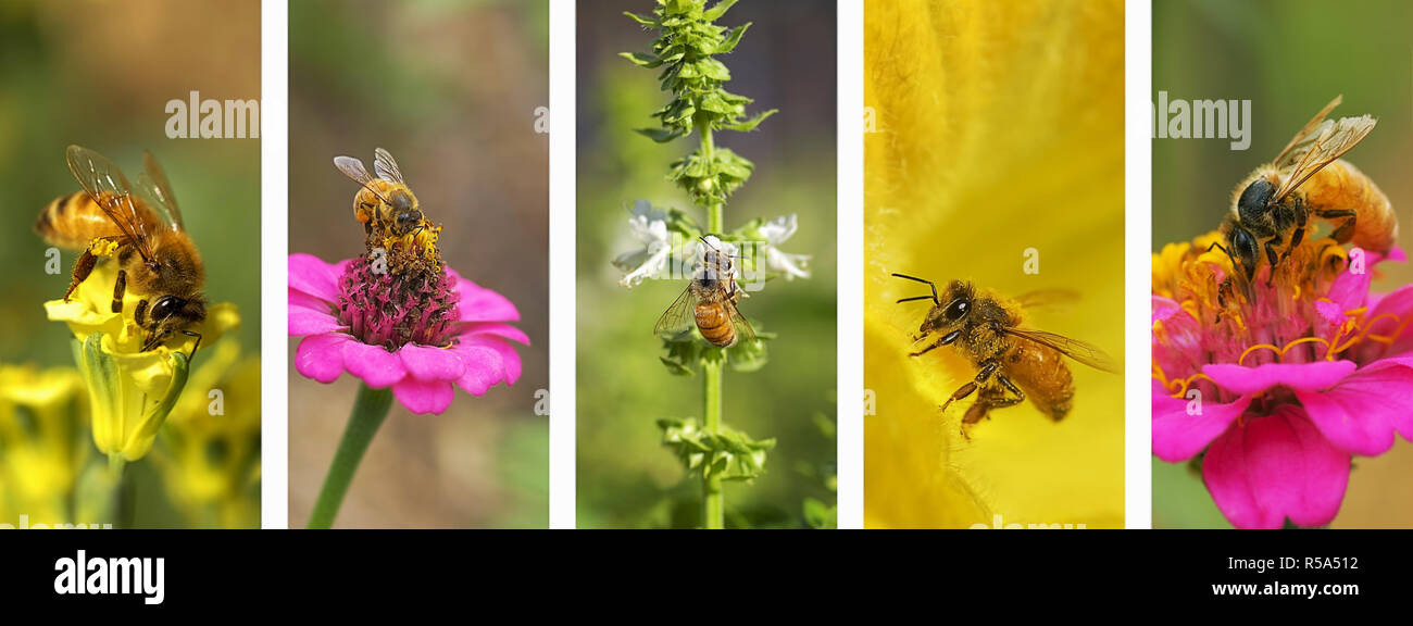 Bee montage hi-res stock photography and images - Alamy