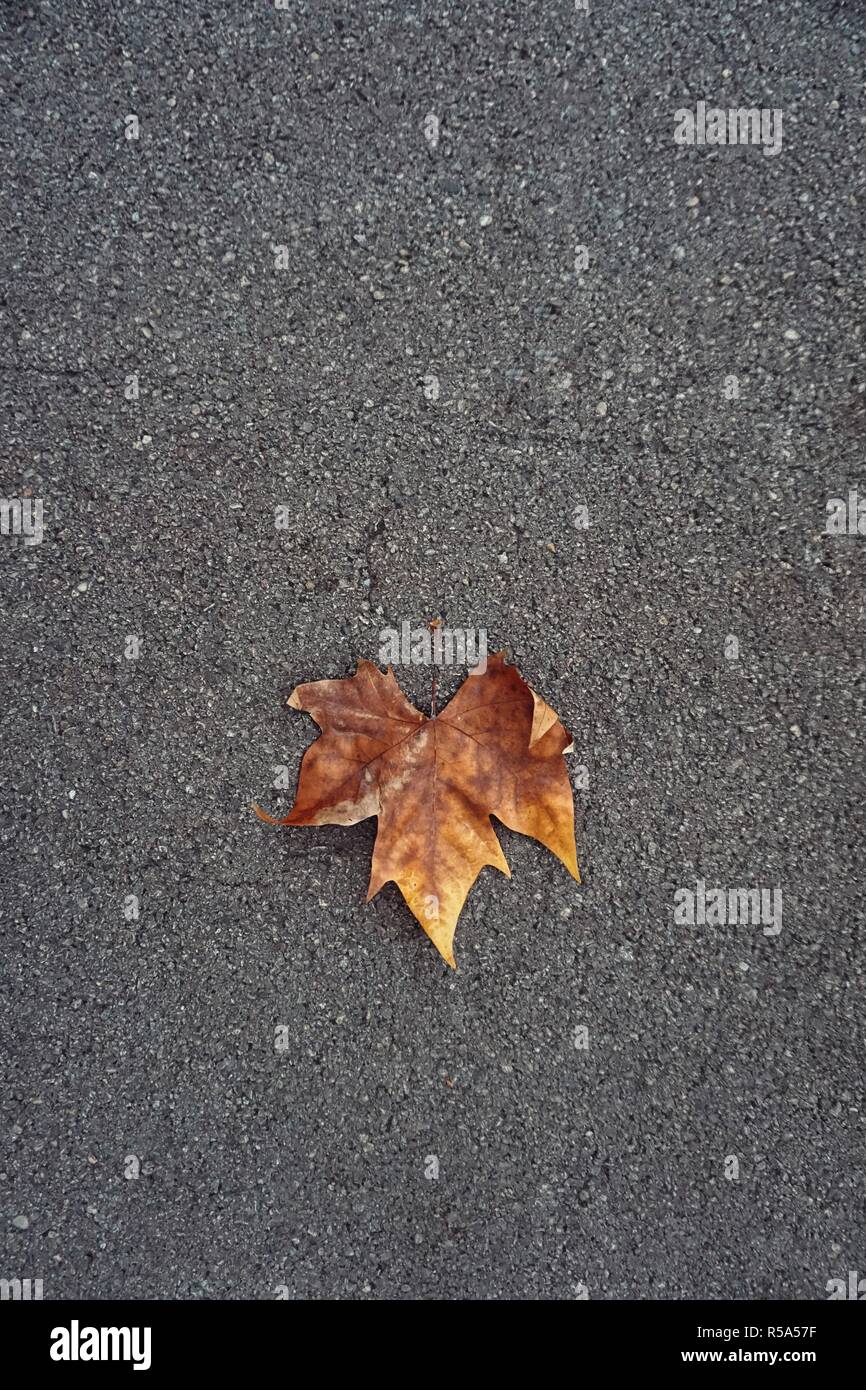 leaf in the ground Stock Photo - Alamy