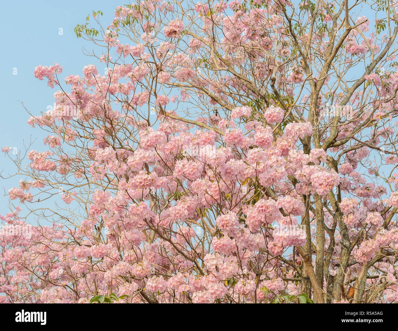Pink flower of Trumpet or Tabebuia tree in full bloom Stock Photo - Alamy