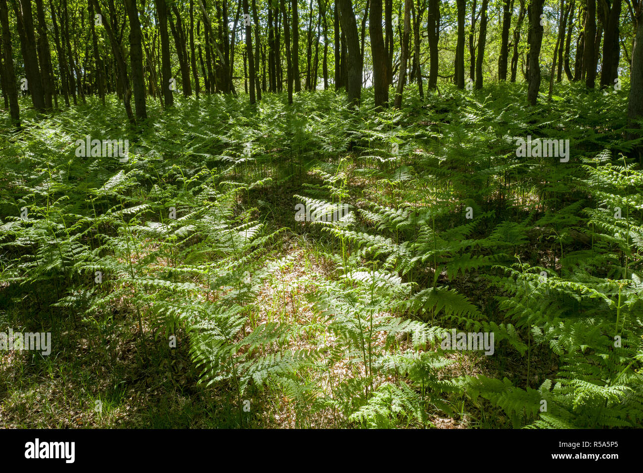 Old oak trees and ferns hi-res stock photography and images - Alamy