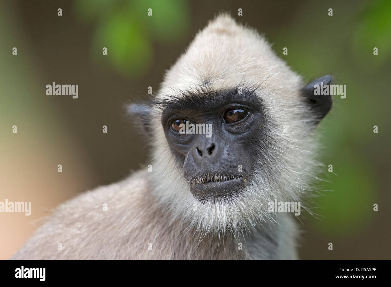 Tufted Grey Langur (Semnopithecus priam priam Stock Photo - Alamy