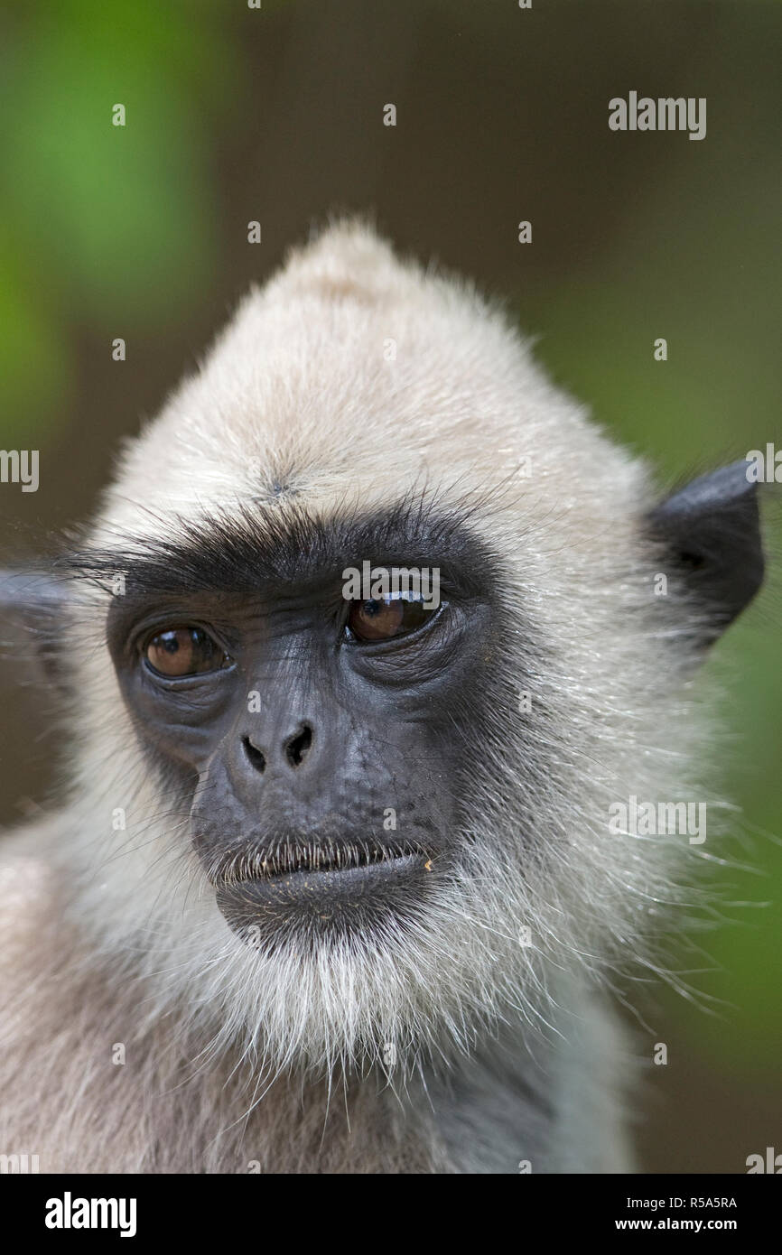 Sri lankan grey monkey hi-res stock photography and images - Alamy