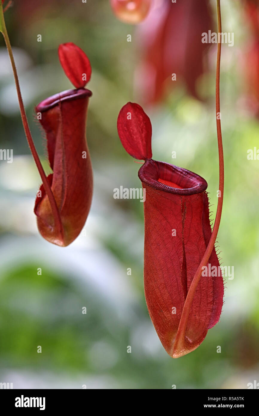 Carnivorous pitcher plant hi-res stock photography and images - Alamy