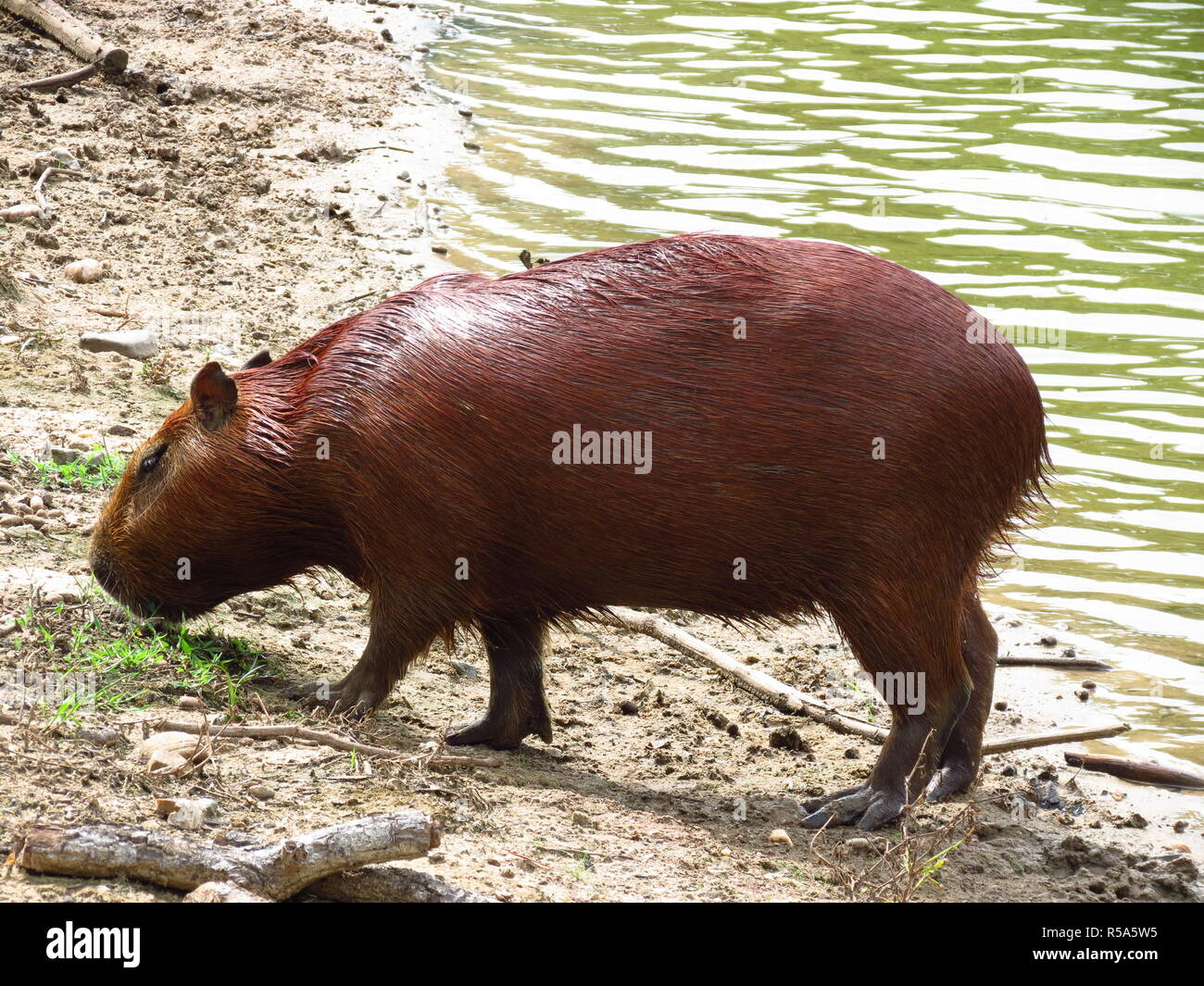 Capybara drinking hi-res stock photography and images - Alamy