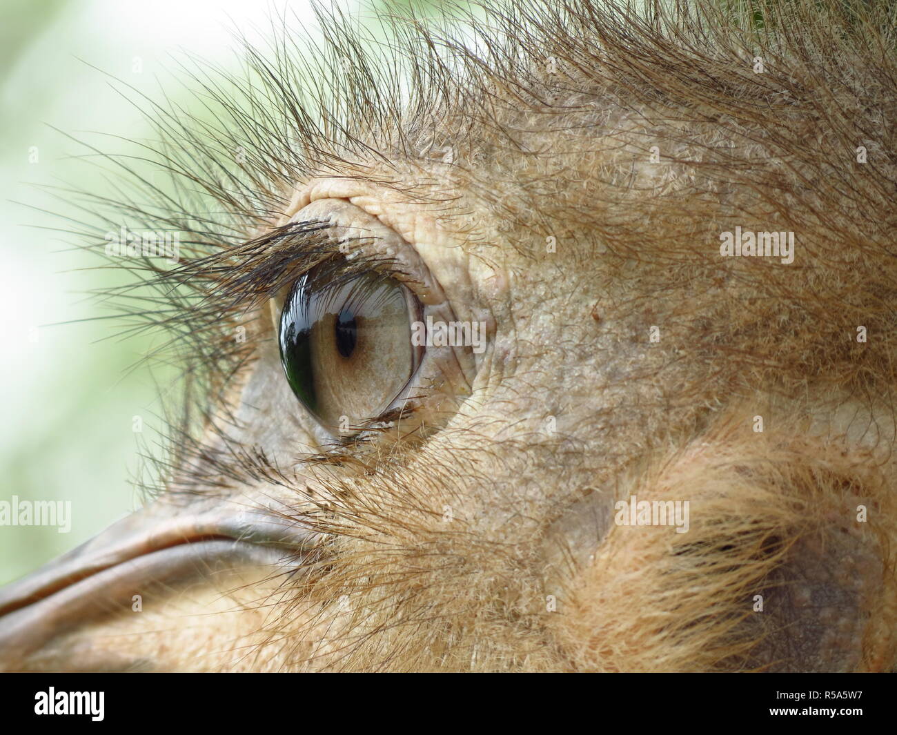 Ostric hi-res stock photography and images - Alamy