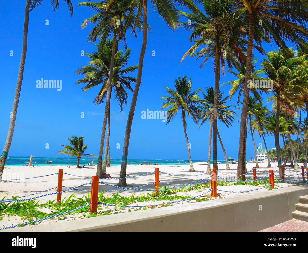 San andres island palm trees Stock Photo - Alamy