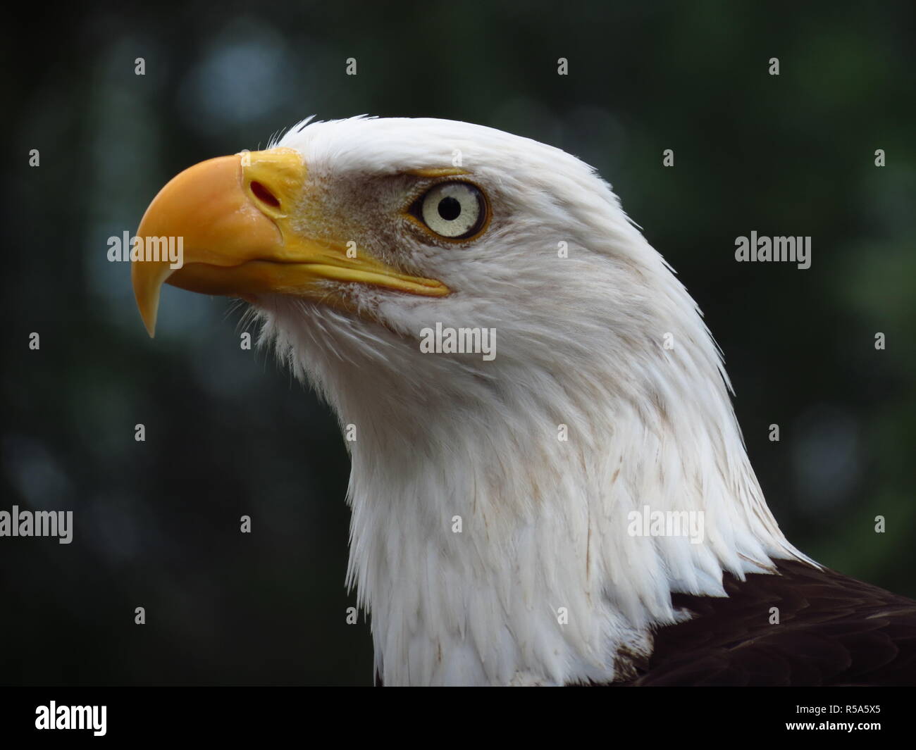 American eagle head Stock Photo - Alamy