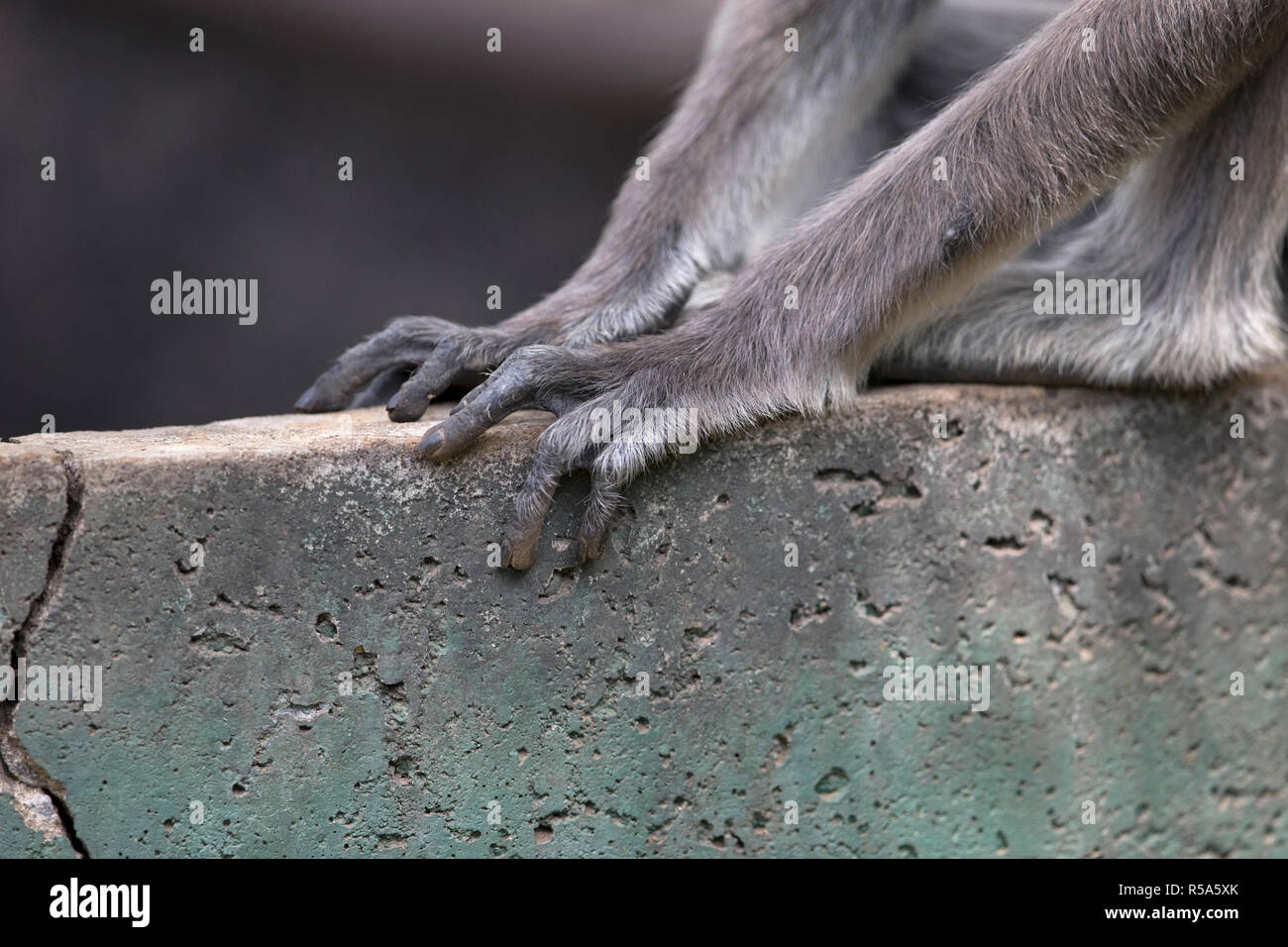 Hand tufted hi-res stock photography and images - Alamy