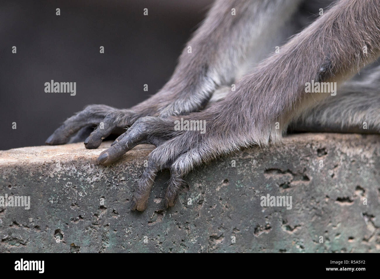 Primates finger hi-res stock photography and images - Alamy