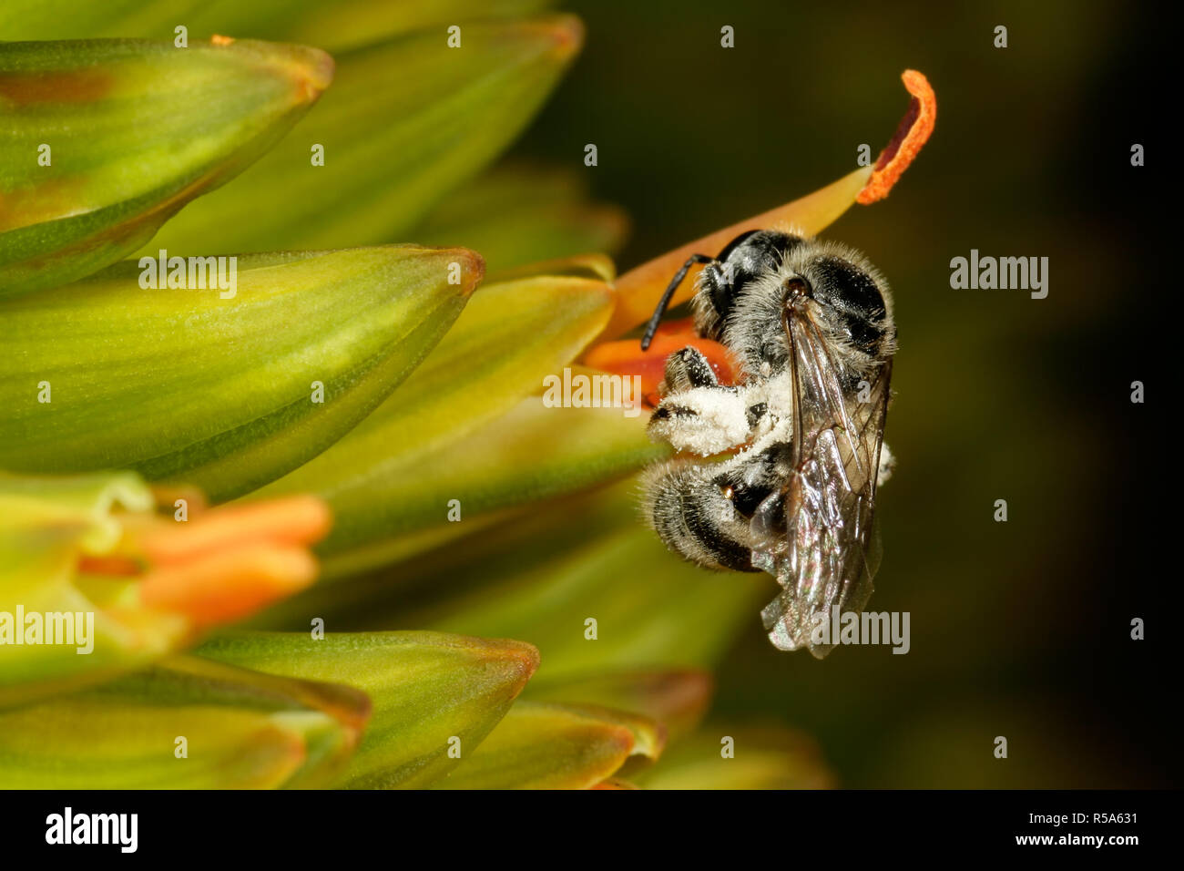 Bee collecting pollen Stock Photo - Alamy
