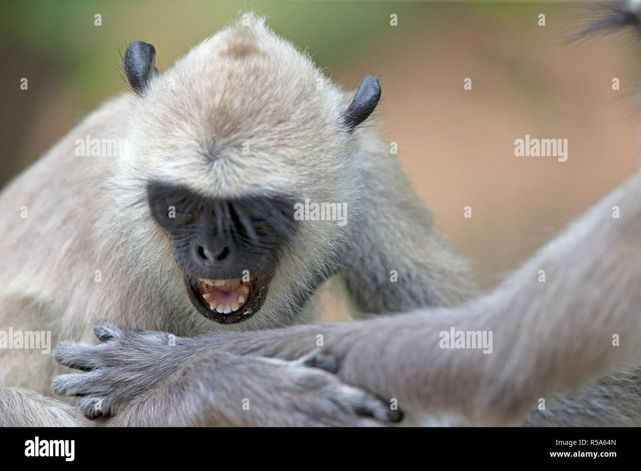 Tufted Grey Langur (Semnopithecus priam priam Stock Photo - Alamy